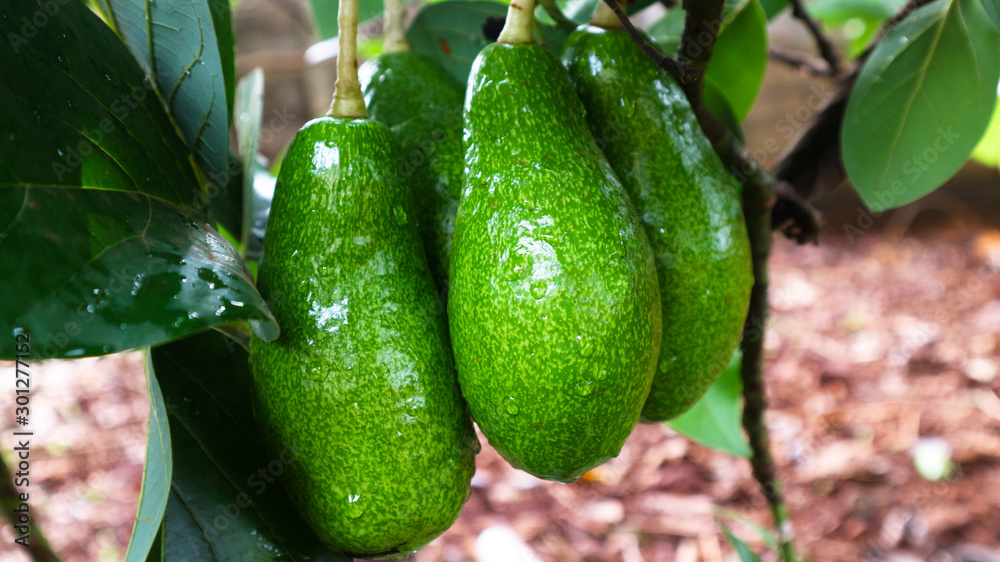 Avocado a pear-shaped fruit with a rough leathery skin, smooth oily ...