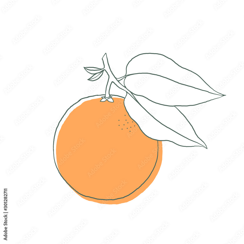 Orange on a branch. Isolated outline vector illustrartion of citrus ...