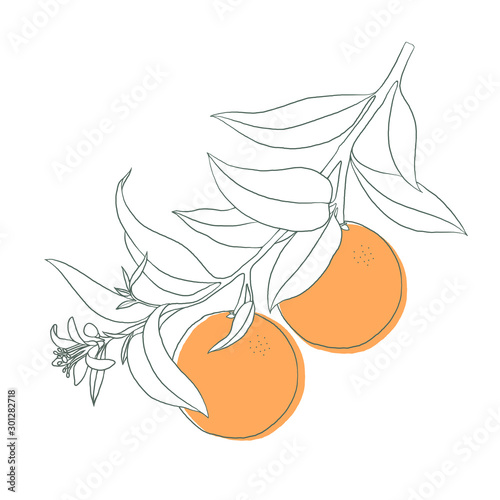 Orange Tree Clipart Black And White