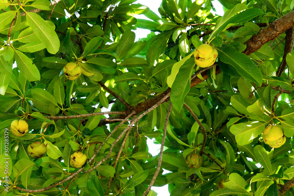 Elephant apple fruit on tree with leaves background. Dillenia Indica ...