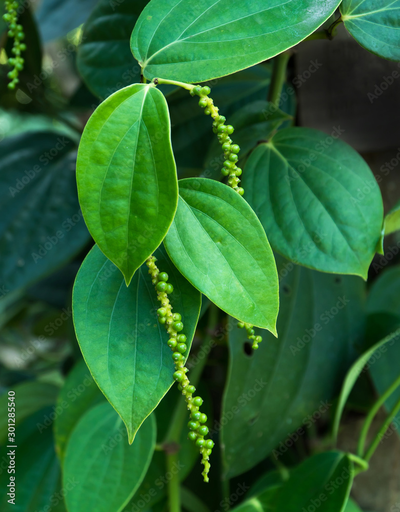 Pepper tree with the seed and green leaves agriculture in garden ...