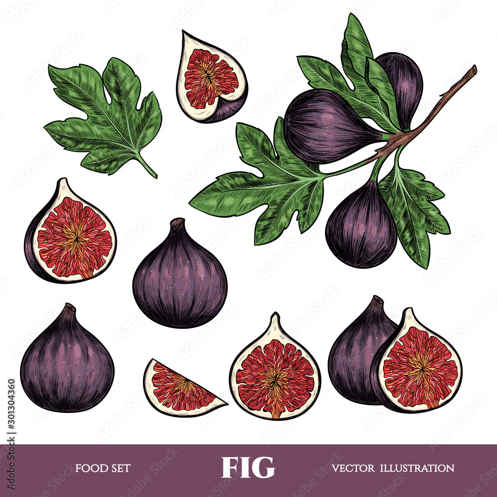 Vector figs hand drawn sketch. Sketch vector food illustration. Vintage ...