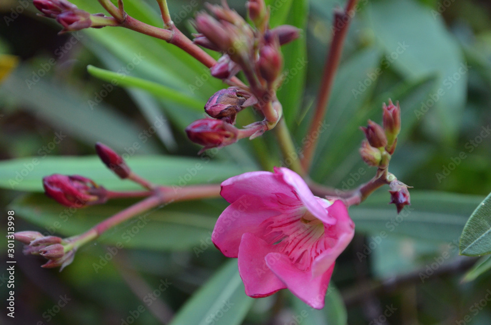 Flor y pimpollos de laurel de flor Stock Photo | Adobe Stock