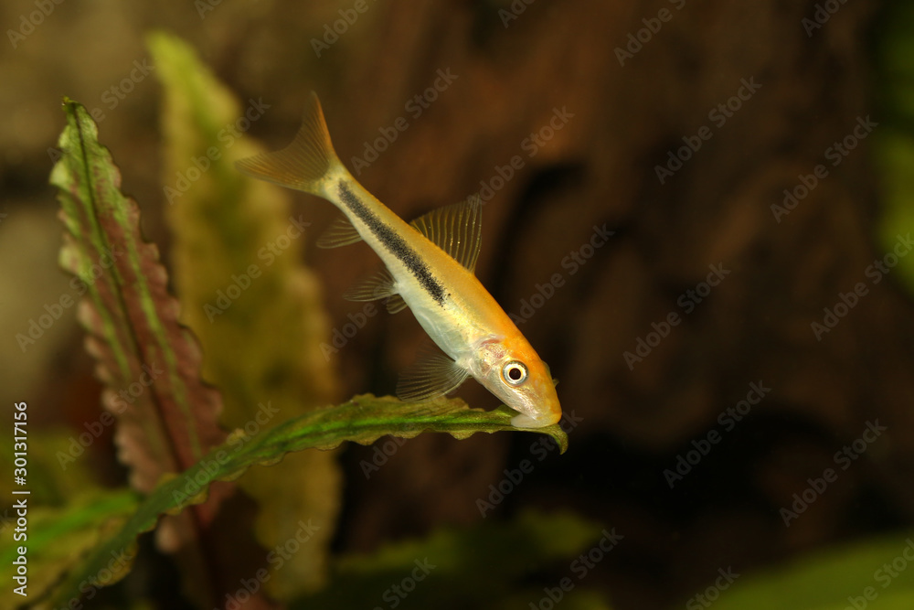 Golden Chinese algae eater Aquarium Fish catfish Gyrinocheilus ...
