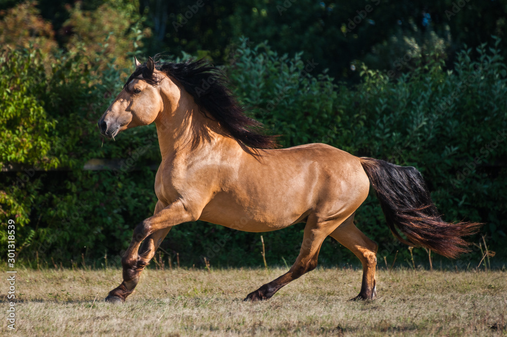 Tan Horse With Black Mane
