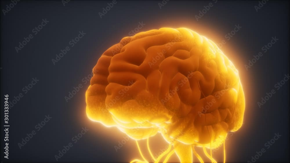 animated model of human brain Stock Video | Adobe Stock