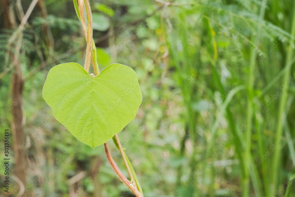 Green leaf shape heart of Devil's Trumpet with green nature blurred ...