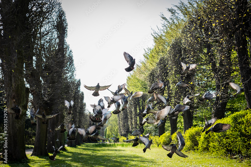 Viele Tauben im Flug Stock Photo | Adobe Stock