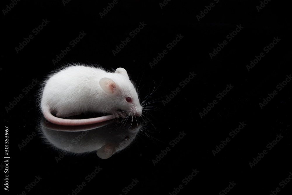 laboratory white mouse isolated on black background Stock Photo | Adobe ...