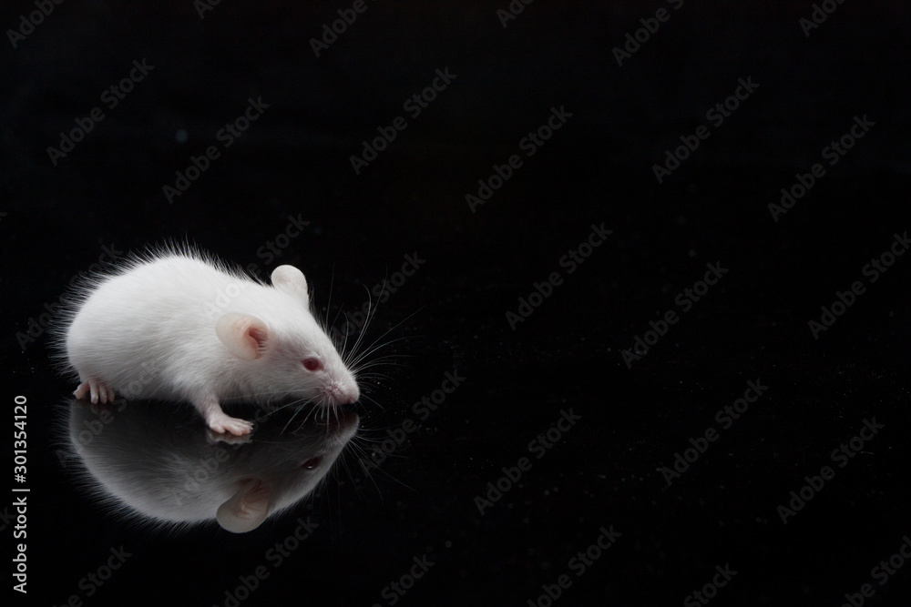 laboratory white mouse isolated on black background Stock Photo | Adobe ...