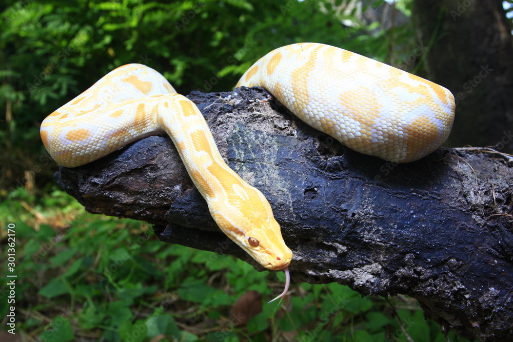Albino Burmese Python