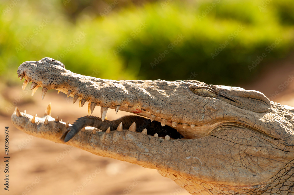 Baby Crocodile With Mother