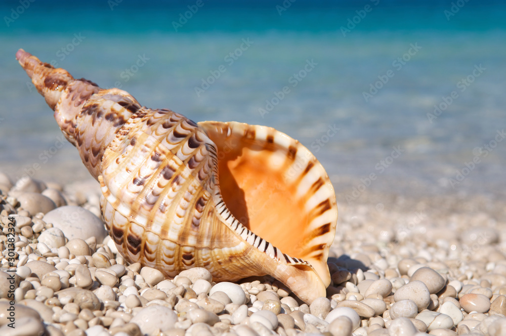 Orange triton shell with strong tiger markings standing upright on ...