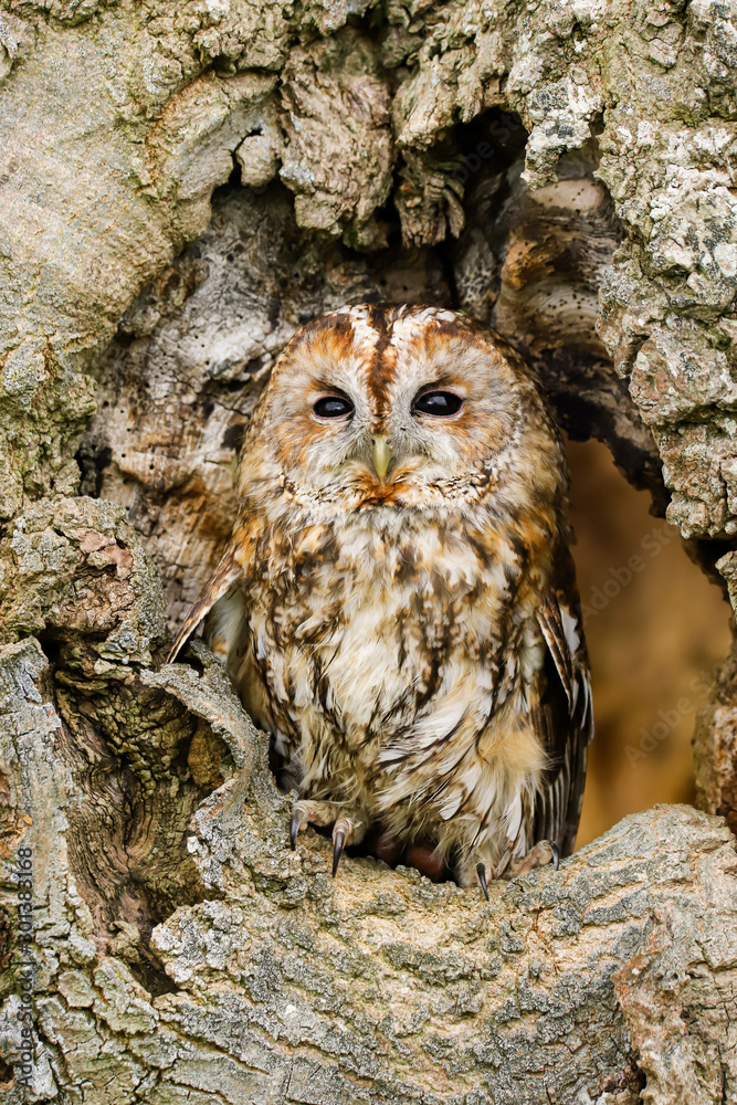 Tawny Owl (strix aluco) sitting on an old rotten oak tree. Taken in the ...