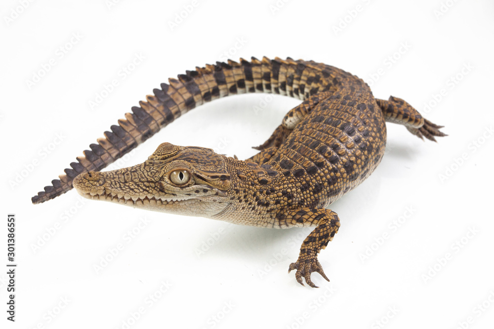 Baby Saltwater Crocodile