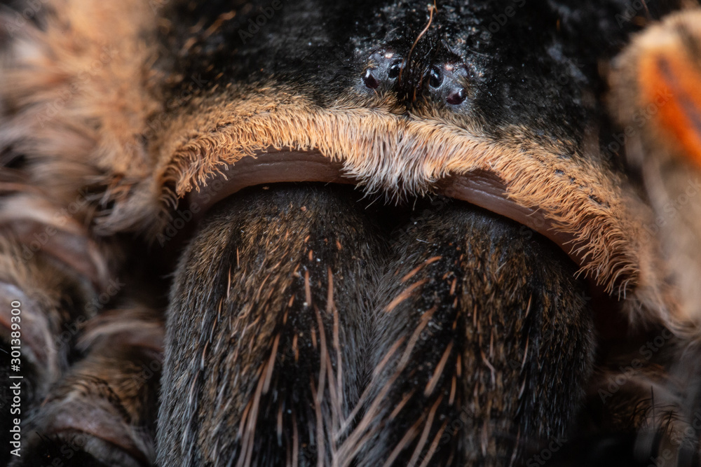 Mexican Red Knee Tarantula, Brachypelma hamorii, on a piece of cork ...