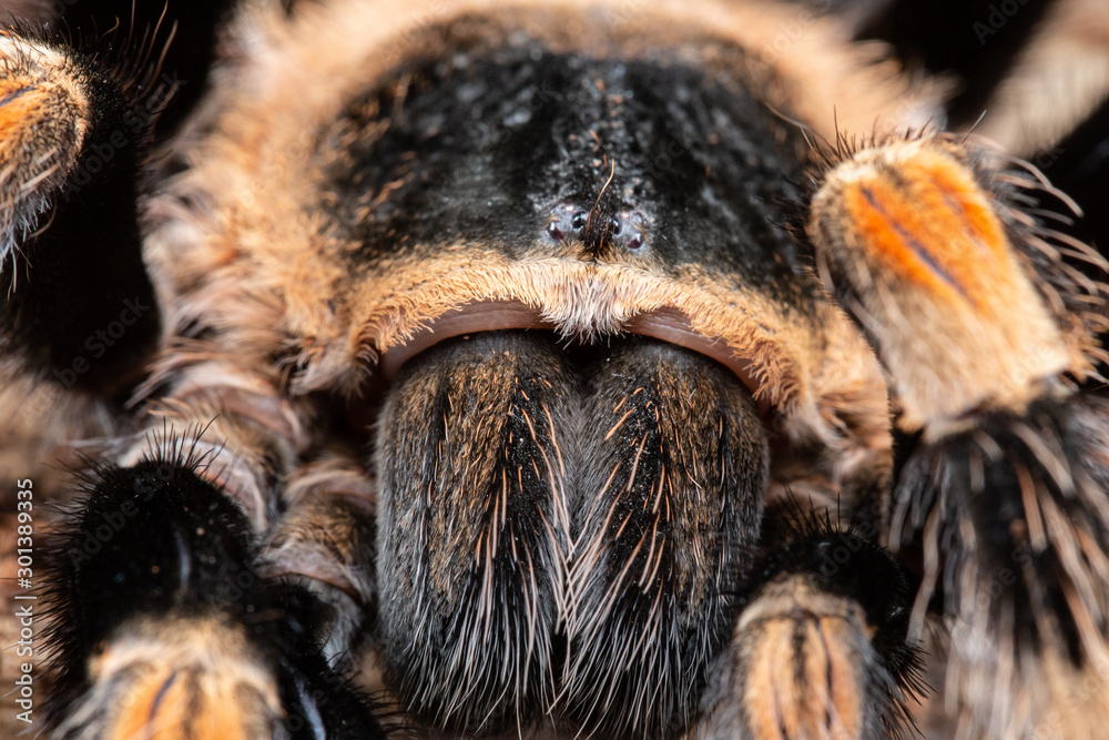 Red Knee Tarantula Eyes
