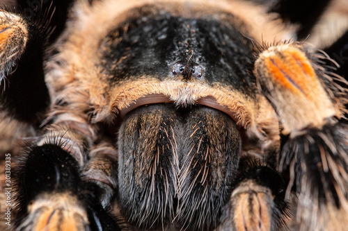 Mexican Red Knee Tarantula Fangs
