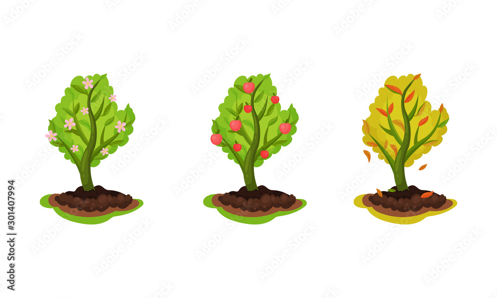 Three Stages Of Tree Life In Different Seasons Vector Illustration ...