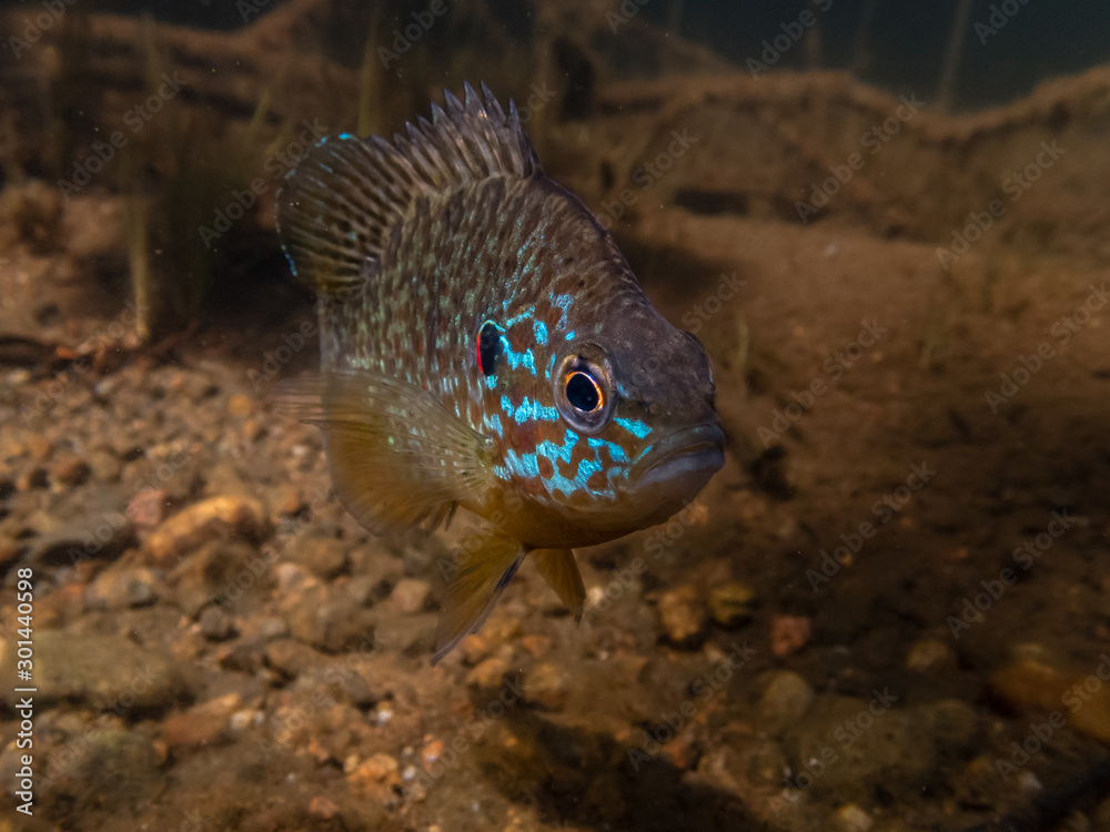 Pumpkinseed sunfish swimming wild in a lake in north Quebec, Canada ...