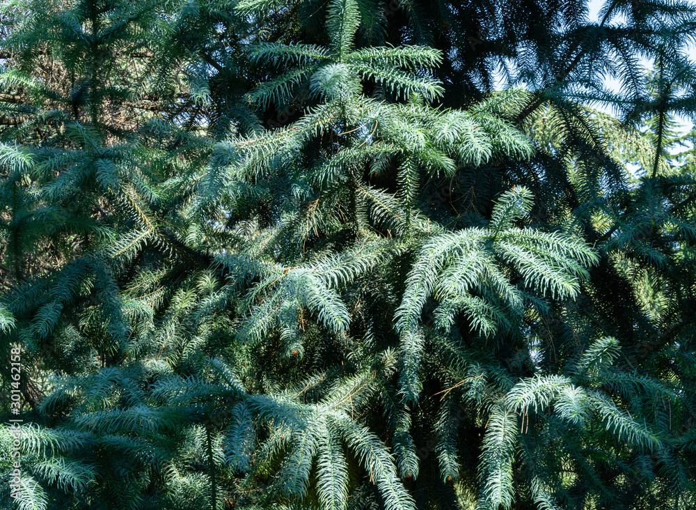 Blue foliage of Chinese Fir Tree (Cunninghamia lanceolata 'Glauca ...