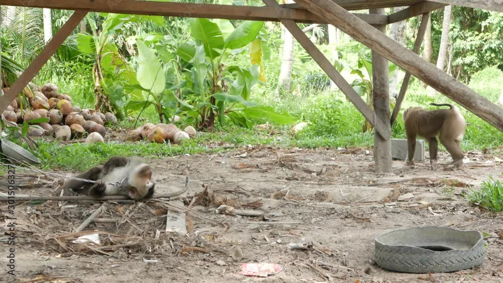 Cute monkey worker rests from coconut harvest collecting. The use of ...