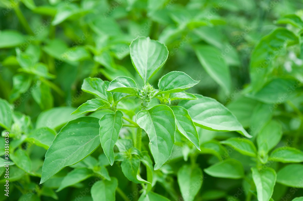 Hairy basil tree in bed of herbs with sunlight in morning. Lemon basil, Hoary basil, Hairy basil ...