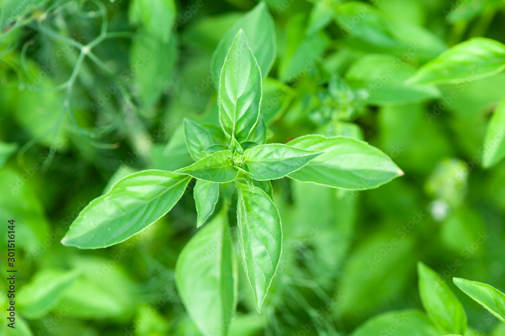Hairy basil tree in bed of herbs with sunlight in morning. Lemon basil ...