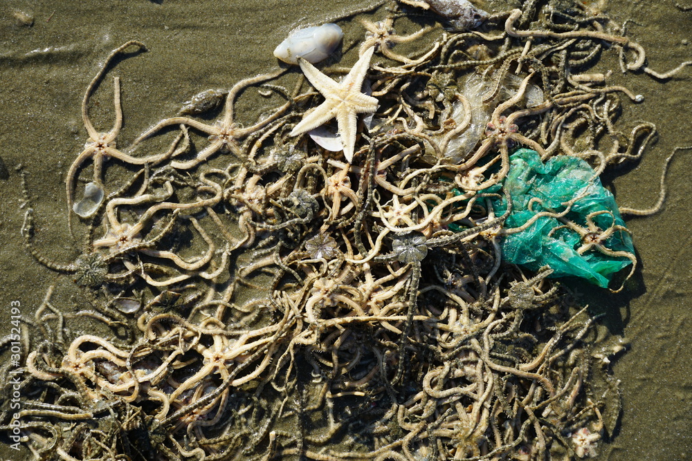 Dead seashells and starfish on the beach at the fishing village in ...