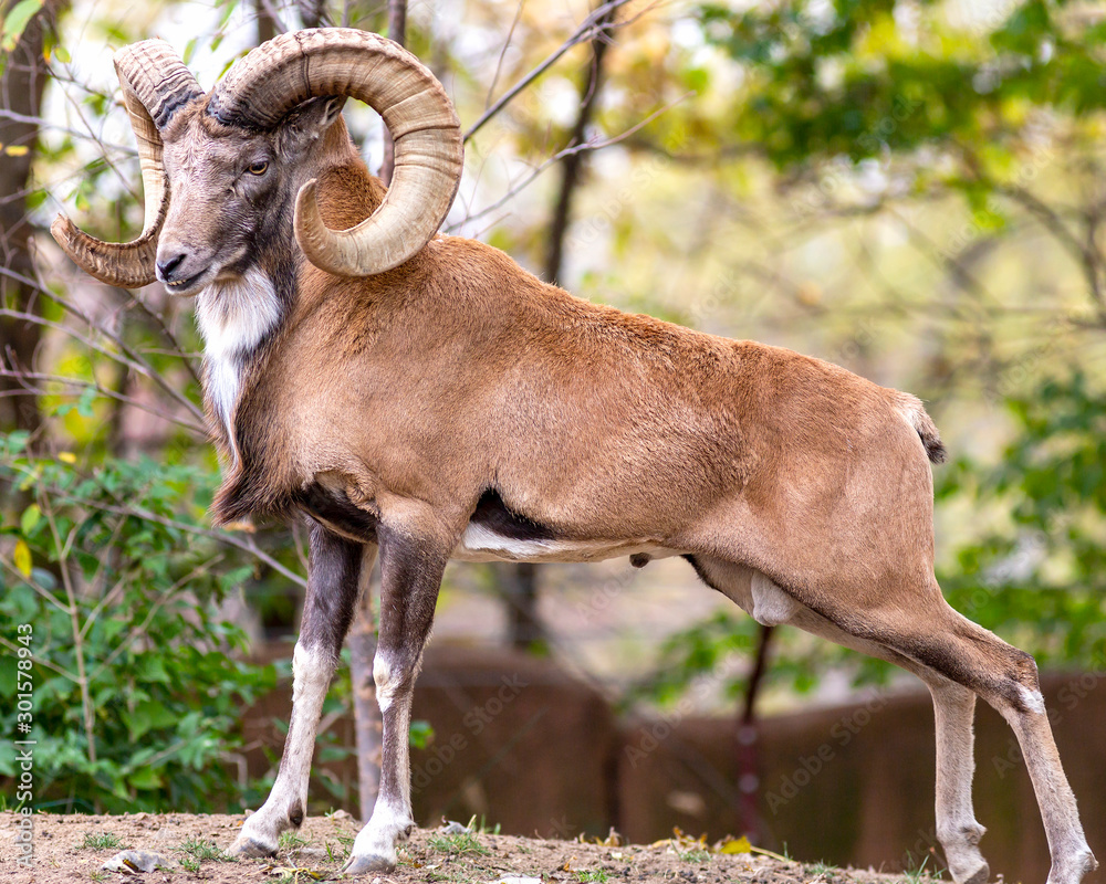 A Urial Mountain Goat Ram Strikes A Pose Stock Photo Adobe Stock