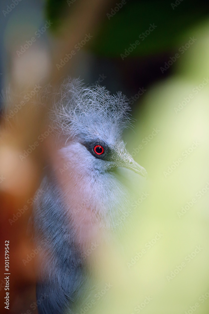 The western crowned pigeon, also known as the common crowned pigeon or ...