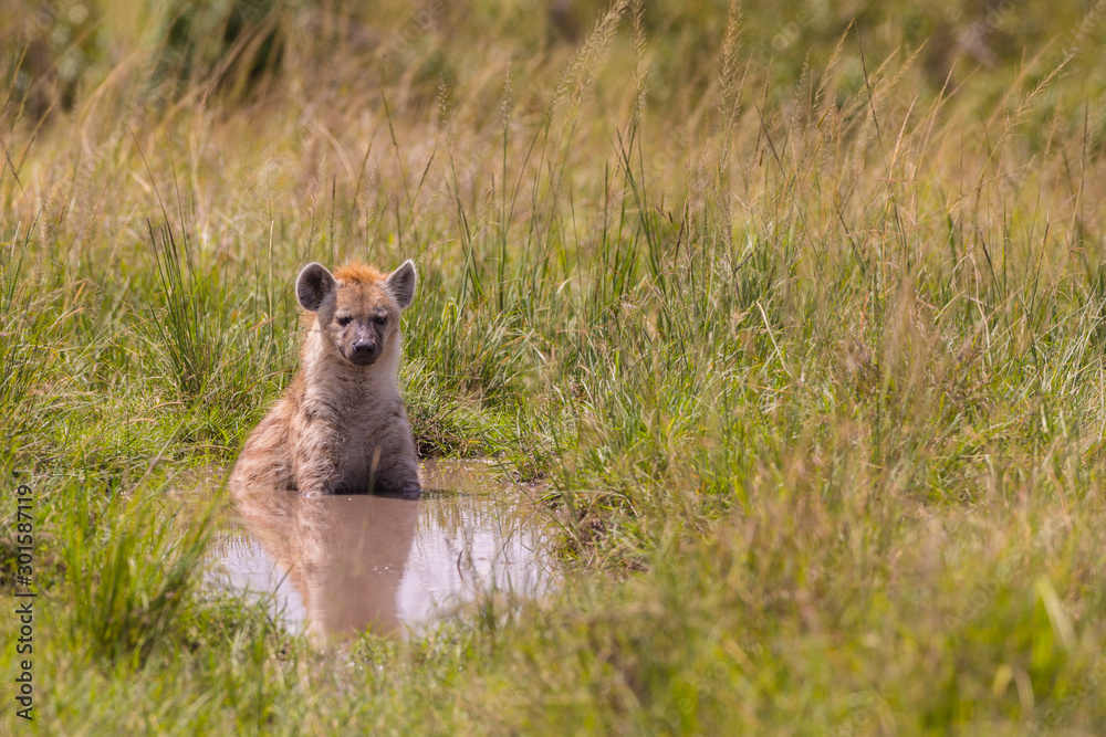 Spotted hyena (Crocuta crocuta) sitting in a puddle to cool down, Masai ...