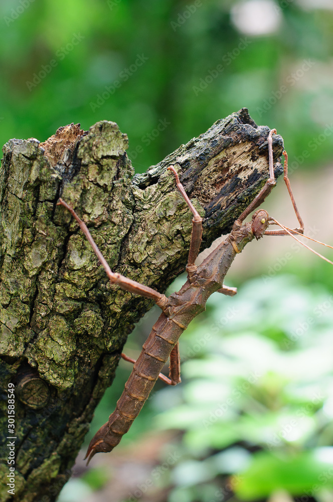 Bacillus rossius, Stick Insect Stock Photo | Adobe Stock