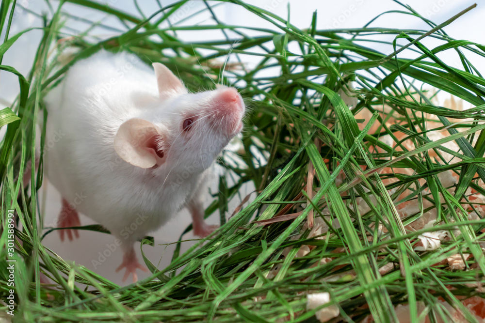 White albino laboratory mouse sitting in green dried grass, hay. Cute ...
