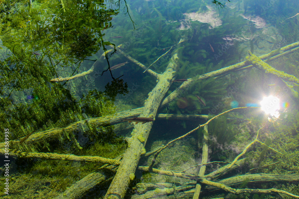 Plitvice Lakes National Park. Transparent, clear water. Bottom of the ...