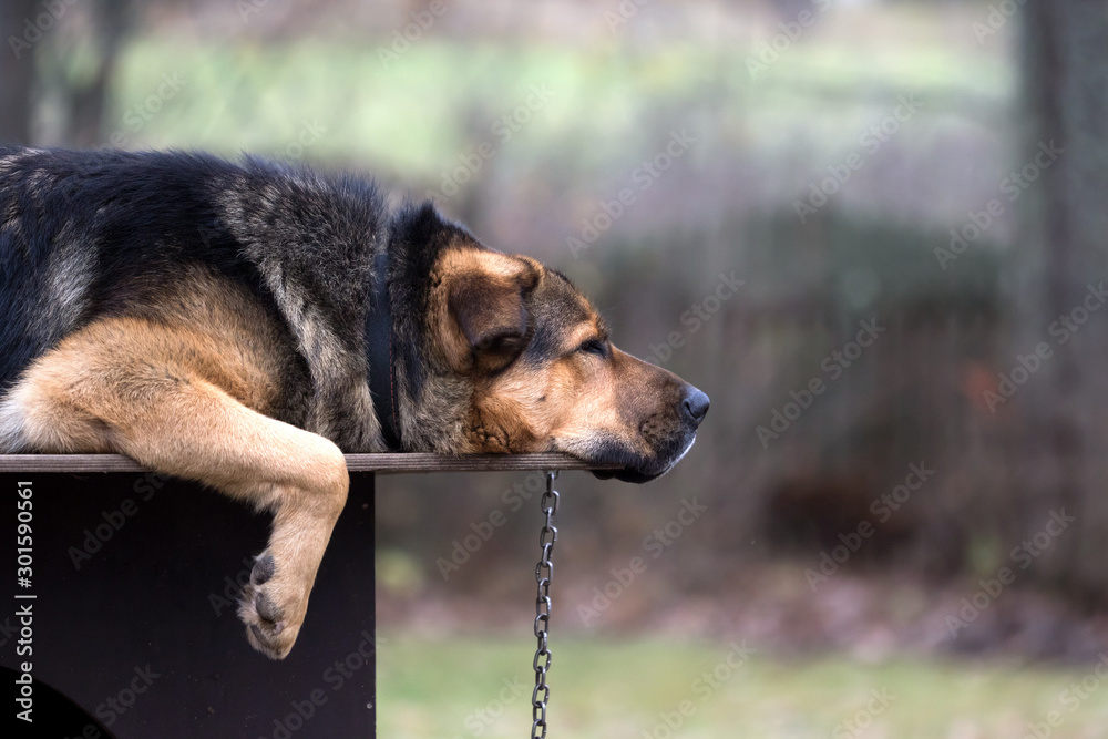 Sad dog on a chain lying on dogs hut. This is crossbreed of Tibetian ...