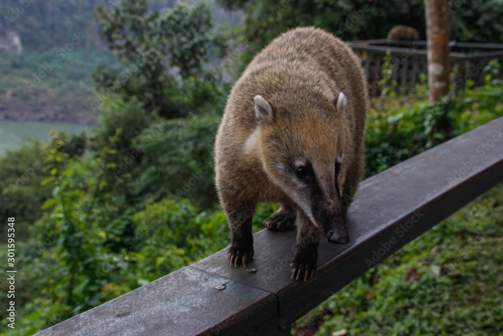 Cute Argentina Animals