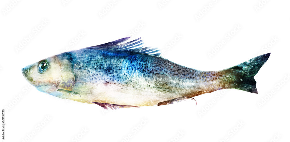Watercolor fish on white background Stock Illustration | Adobe Stock