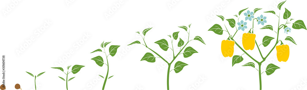 Poster Life cycle of pepper plant – Wall Art | UkPosters