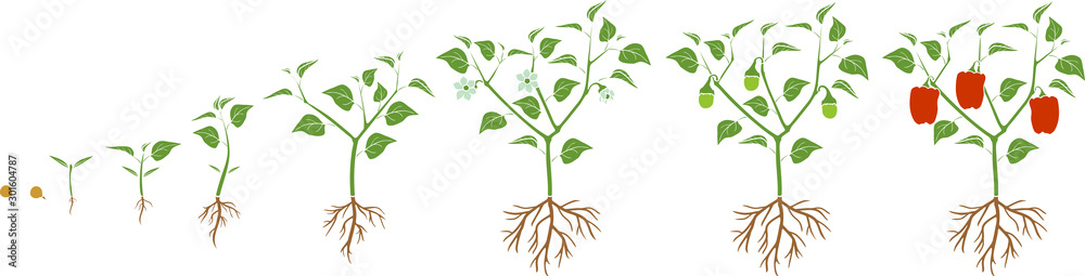 Life cycle of pepper plant. Growth stages from seed to flowering and fruiting plant with ripe ...