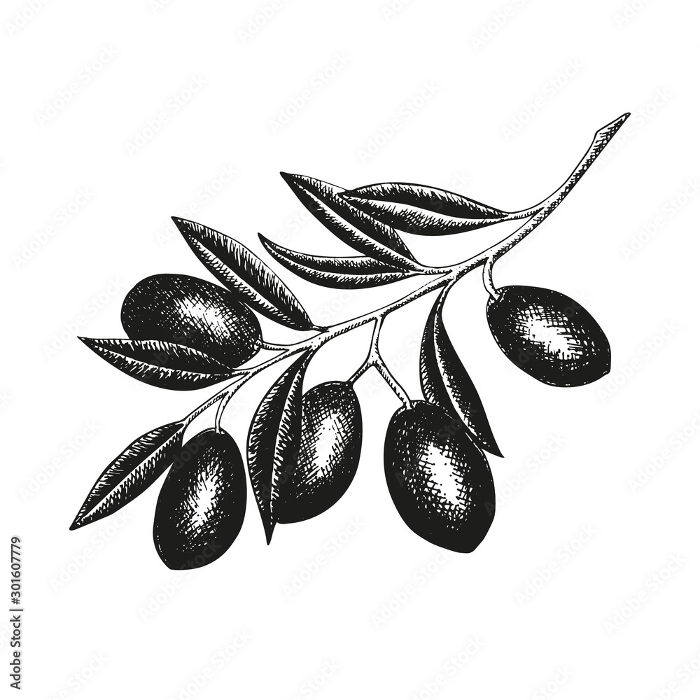 Hand drawn olive branch with fruits and leaves for Italian, Greek ...