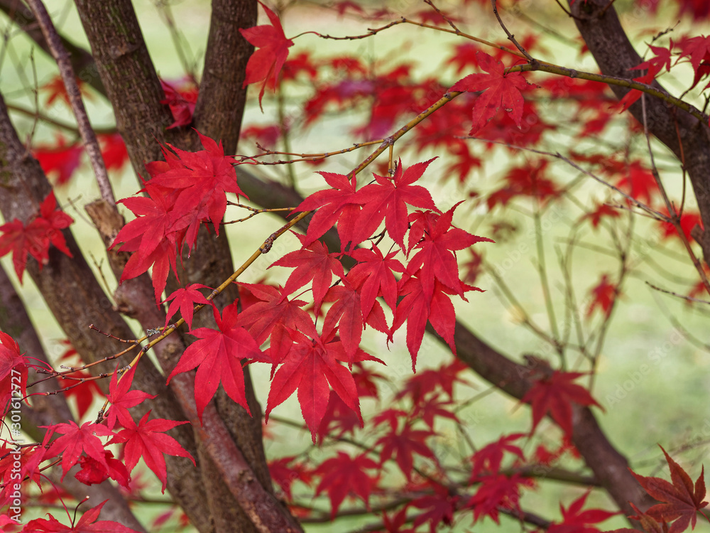(Acer palmatum 'Atropurpureum') Japanes Maple with deep purple red ...