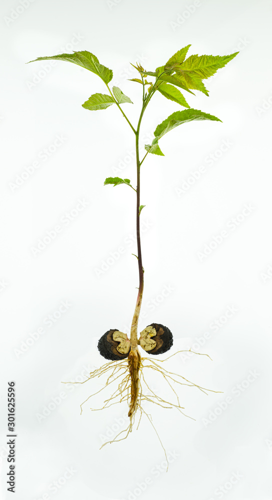 Seedling of American black walnut tree ((Juglans nigra) showing nut ...