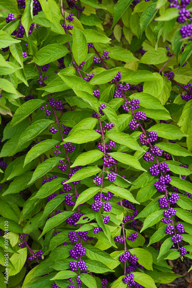 Ripe berries of American beautyberry bush ( Callicarpa americana) in ...