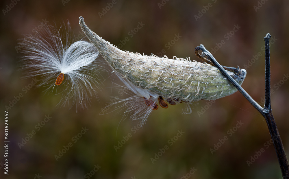 Milkweed Seed Dispersal