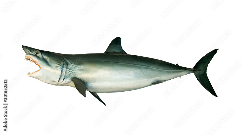Shortfin mako shark (Isurus oxyrinchus) Isolated on white background ...