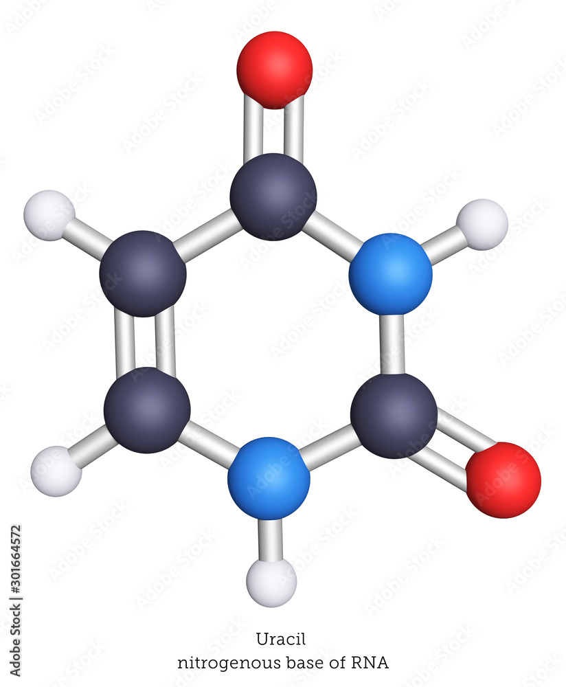 Uracil, shown as a 3d illustration, is one of the pyrimidine ...