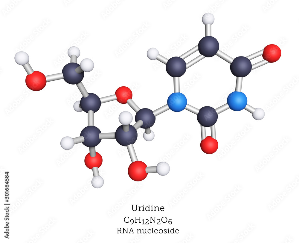 Uridine is a nucleoside of RNA, composed of uracil as the nucleobase ...