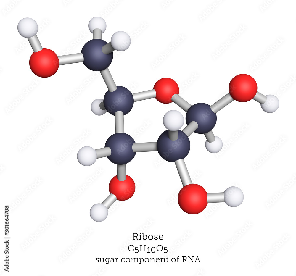 Ribose Monosaccharide Molecule Shown As A Ball And Stick 3d