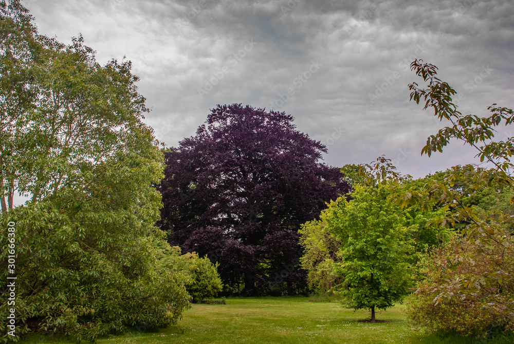 Big green and purple trees with beautiful nature. Stock Photo | Adobe Stock
